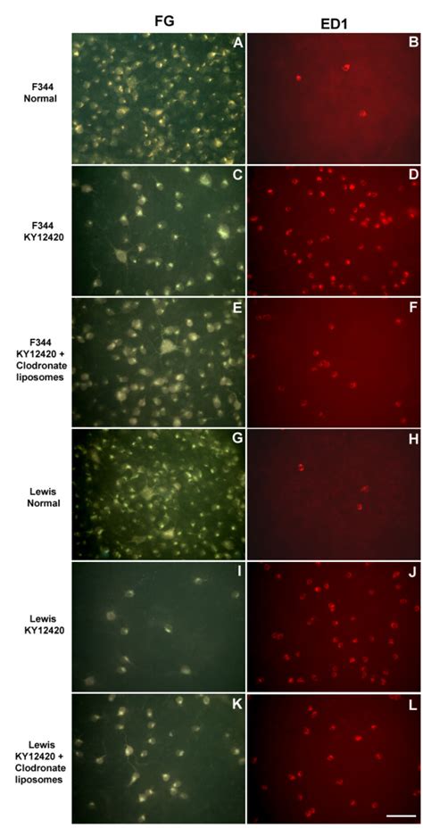Representative Fluorescent Photomicrographs Of Retinal Wholemounts