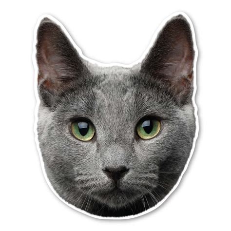 100 Russian Blue Cat Pictures