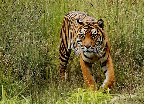 Free Images Nature Wildlife Zoo Jungle Fauna Savanna Tiger