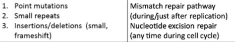 Dna Mutations Flashcards Quizlet