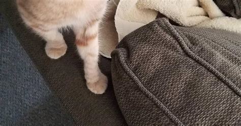 update on rescued khalisi rescued from 9f cold album on imgur