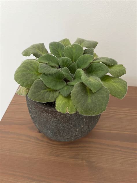 Daruji Za Odvoz Fialka Všezaodvoz