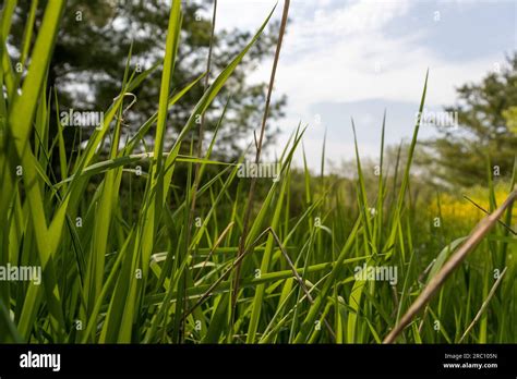 Green Grass Blades Close Up Background Blurred Background Taken In