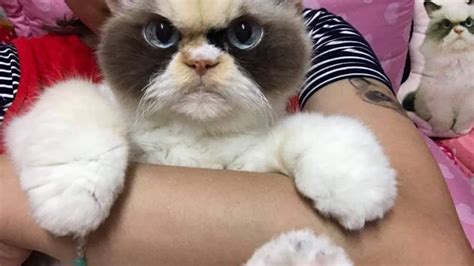Grumpy Cat Logo Trends International Grumpy Cat Go Away