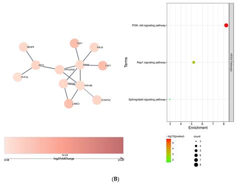 Gene Network Analysis Of The Transcriptome Impact Of Sars Cov 2