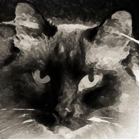 Ragdoll Eyes Digital Art By Brian Sasse Fine Art America