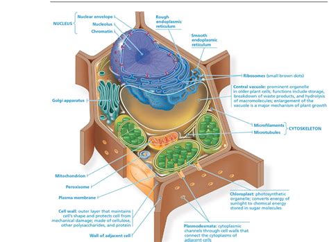 2 Diagram Quizlet