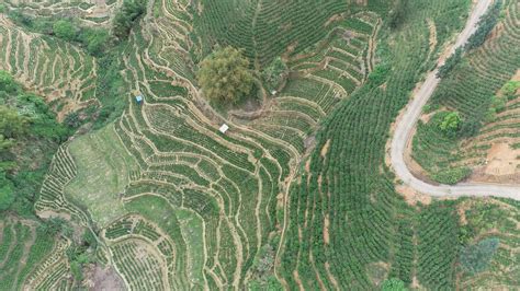 东水镇增坑畲族村：探索茶旅融合新路子 实现乡村振兴新突破 和平县人民政府门户网站