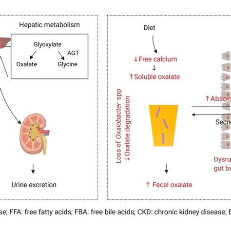 Pathophysiology Of Enteric Hyperoxaluria In Ibd Diseased Or Resected Download Scientific