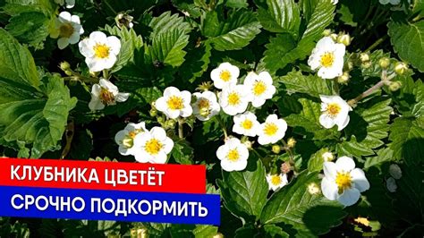 Клубника цветёт - срочно подкормить - YouTube
