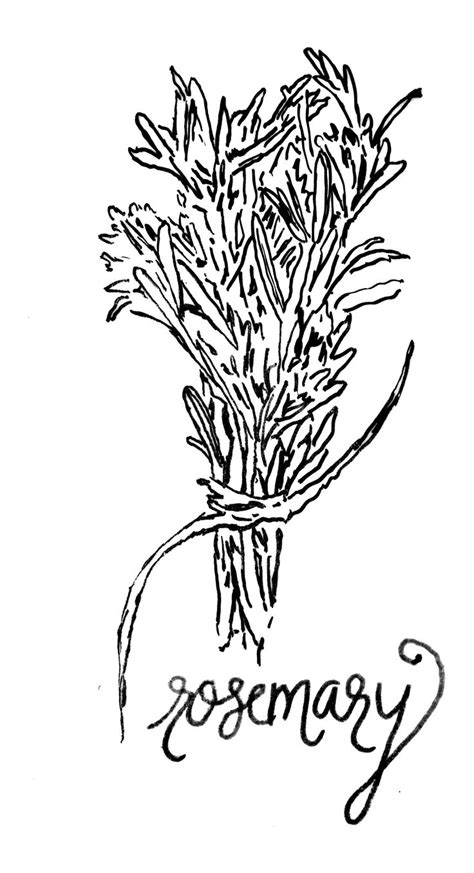 Rosemary Bunch Clipart Illustration By Claire Sledge Clip Art