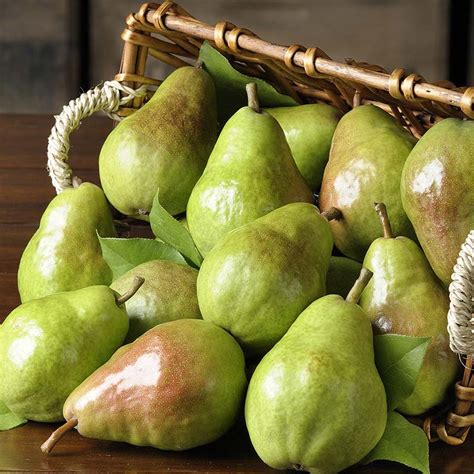 Bartlett Pear Guide The Fruit Company®