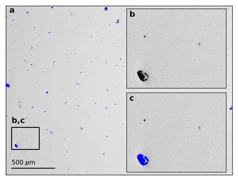 Example Of Porosity Measurement A Optical Micrograph Of Polished