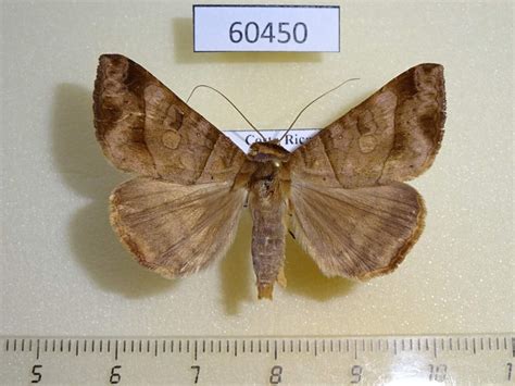 Noctuidae Mocis Diffluens Costa Rica Fareastinsects