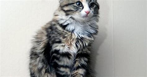My Friends Cat Is Stunningly Beautiful Imgur