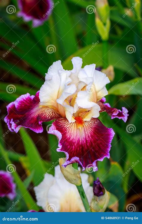 Bearded Iris Flower Stock Image Image Of Close Vertical 54868931