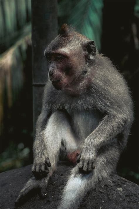 Mono Joven Ubud Bali Imagen De Archivo Imagen De Primate 257602549