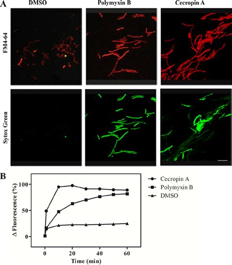 Cell Permeability Assay A A Baumannii Cells Treated With