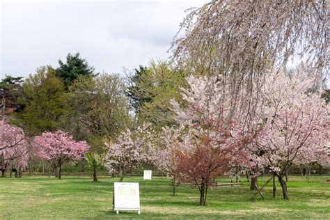 【桜のトンネルが見頃】弘前公園 園内の桜の様子（2023年4月17日） 弘前さくらまつり Hirosaki Cherry Blossom