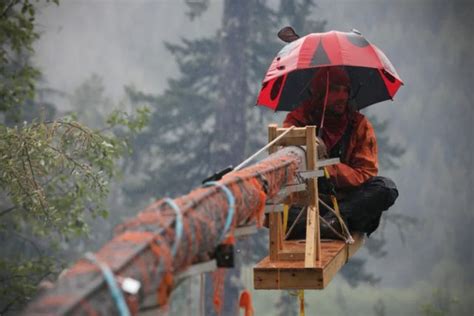 Fairy Creek Old Growth Protesters Celebrate As A Slew Of Contempt