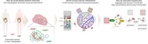 Fwf Project On Metastatic Niche Formation And Tumor Immunity In The