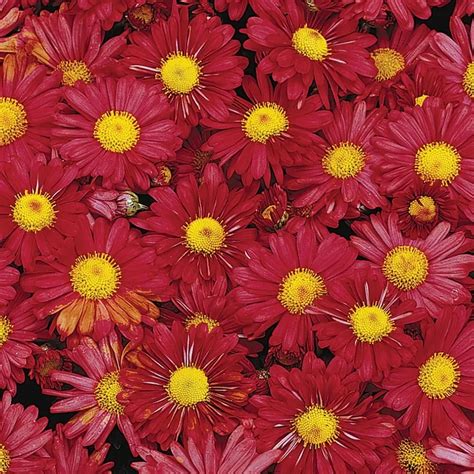 Mammoth Red Daisy Chrysanthemum Hardy Mum Southern Idaho Landscape Center