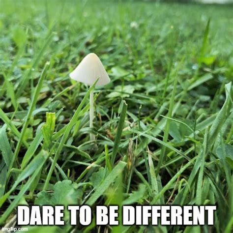 Mushroom Memes And S Imgflip