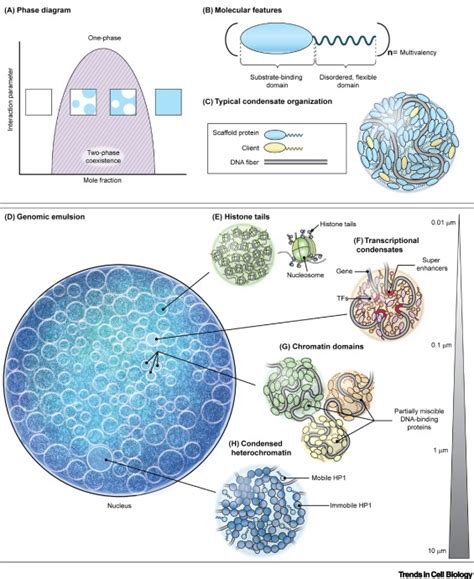 Phase Separation In Genome Organization Across Evolution Trends In