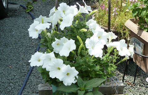 わが庭に今咲いてる花たち 自然とともに生きる