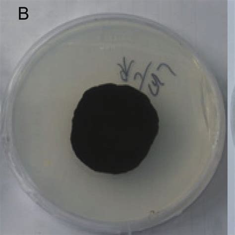 Fungal Growth Of Pseudocercospora Fuligena On Pda A And B Photos