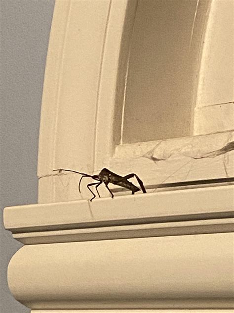 Please Help This Bug Has Command Of The Bathroom For Now R