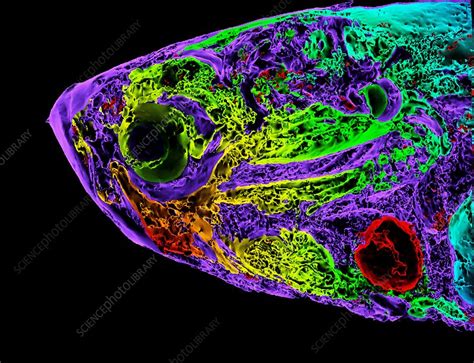 Zebrafish Head Micro Ct Scan Stock Image C Science Photo Library