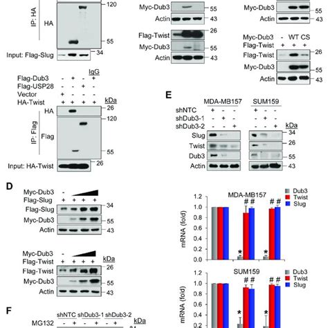 Representative Photographs Of Tissue Microarray Punches Of Human Breast