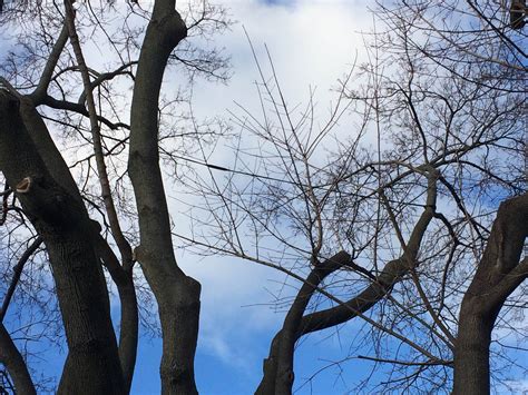 Another Example Of Dynamic Cabling Cohen And Master Trees