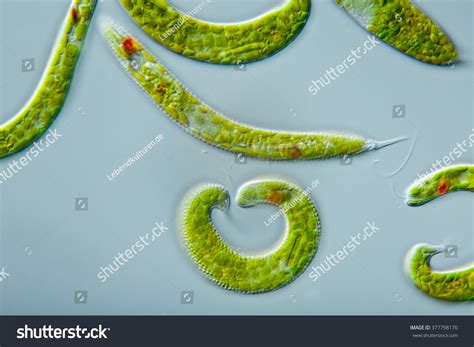 Diagram Diagram Of Euglena Eyespot Wiringschemacom
