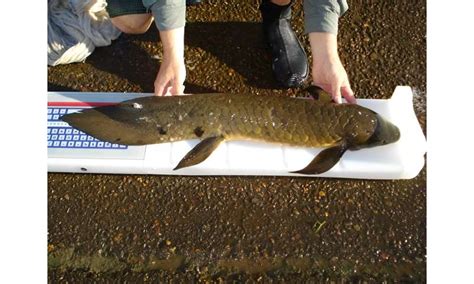 Dna Reveals The True Age Of Granddad The Lungfish