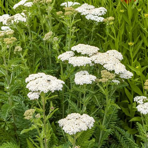 Paprika Yarrow Plants Express