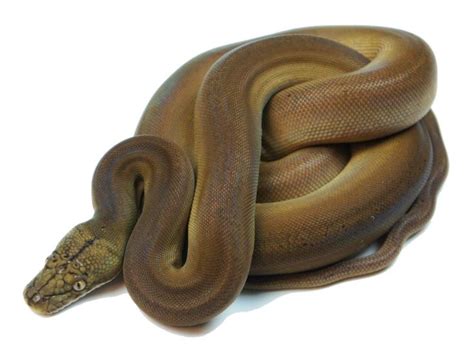 10 beautiful reticulated python morphs reptileworldfacts