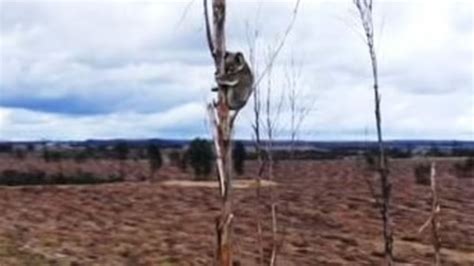 Koala Clings To Tree As Loggers Cut It Down In Devastating Clip News
