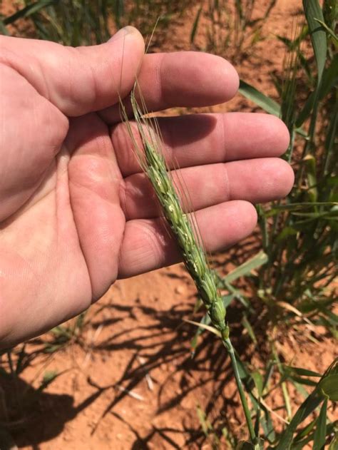 Status Of 2018 Western Oklahoma Wheat ⋆ Harvesther