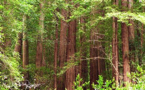 MLeWallpapers Com Redwood Trees