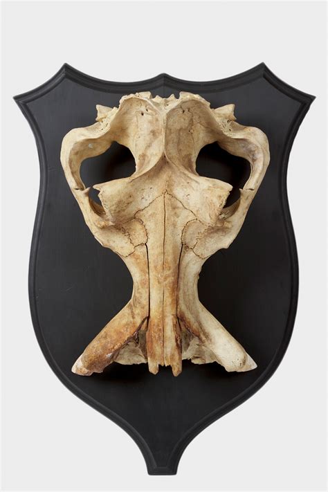 Taxidermy Hippopotamus Skull On Shield