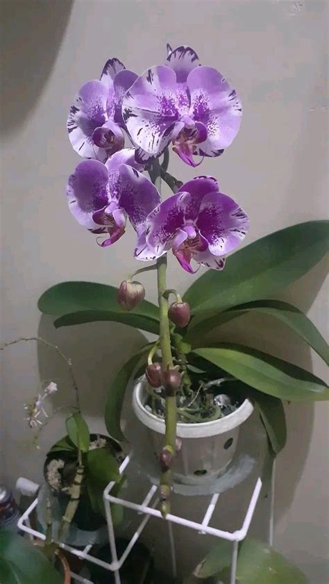 Cattleya Orchid Plant Care Guide