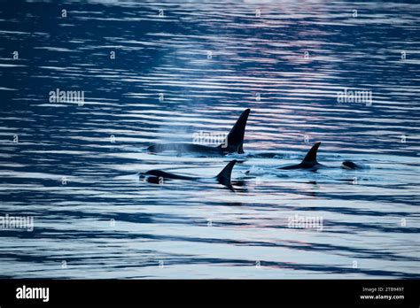 Pod Of Killer Whales Or Orcas Orcinus Orca Swimming On The Surface