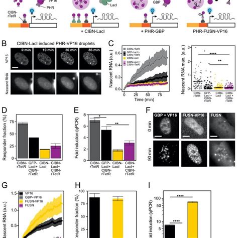 Pdf Transcription Activation Is Enhanced By Multivalent Interactions