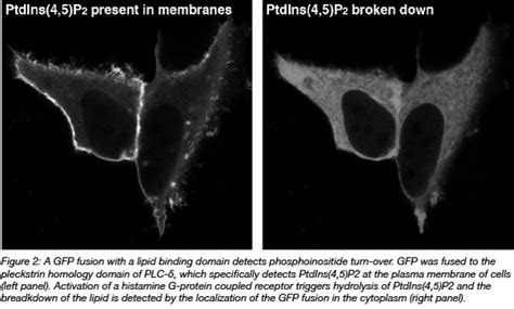 Fluorescent Proteins 101 When Gfp Lets You Down