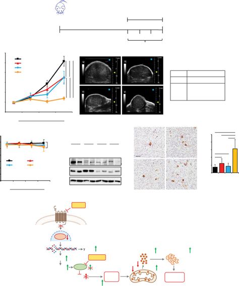 Combination Of Smo And Wee1 Inhibitors Reduces Tumor Growth In Icca