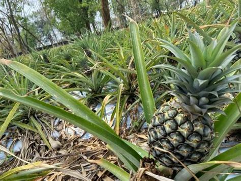 Kew Pineapple Plant Packaging Size 1 Kg At Rs 25 In Pune Id