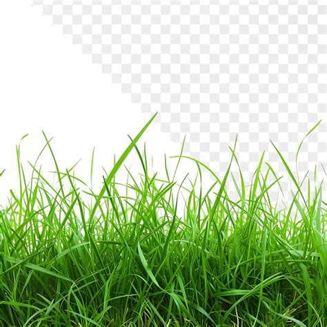 Premium Psd Grass In The Wind With A White Background