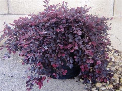 Chinese Fringe Flower Purple Pixie Plants For Spaces